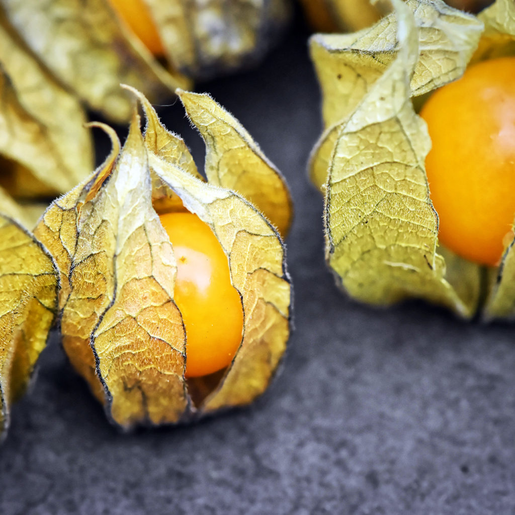 Physalis - Ingrédients pour Rhum Arrangé - Rhum Arrange.fr