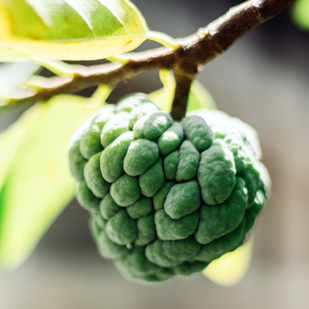 Pomme-Cannelle - Ingrédients pour Rhum Arrangé - Rhum Arrange.fr