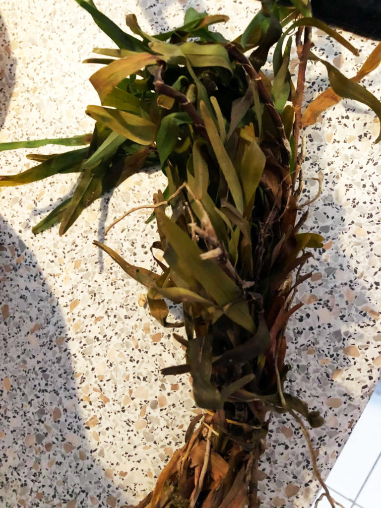 Feuilles de Faham - Ingrédients pour Rhum Arrangé - Rhum Arrange.fr